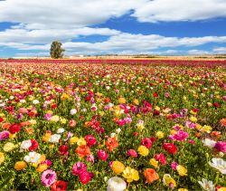 European Spring Tour - Bellarome Travel World